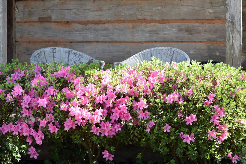 Azalea Bushes stock photo. Image of wicker, rustic, bushes - 87831794