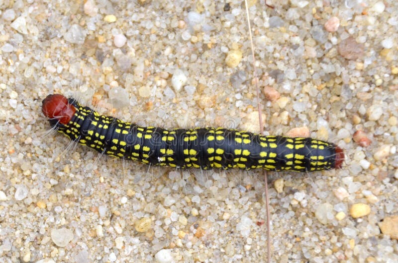 Azalea Caterpillar stock image. Image of datana, caterpillar - 158530055