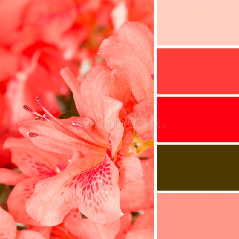 Azalea Colour Swatches Stock Photos - Free & Royalty-Free Stock Photos ...