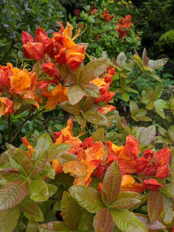 Azalea Deciduous Blooming in May Stock Image - Image of azalea ...