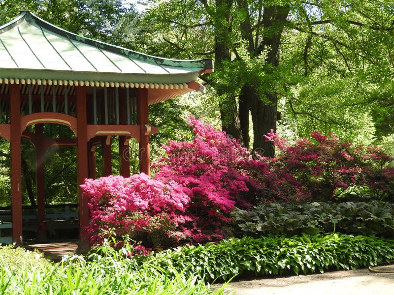 Azalea in Different Colors and Different Sizes Stock Image - Image of ...