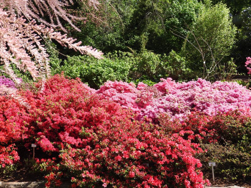 Azalea in Different Colors and Different Sizes Stock Photo - Image of ...