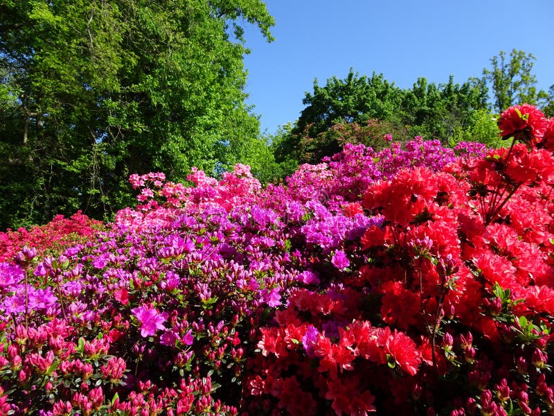 Azalea in Different Colors and Different Sizes Stock Photo - Image of ...