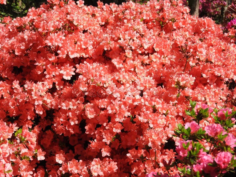 Azalea in Different Colors and Different Sizes Stock Image - Image of ...