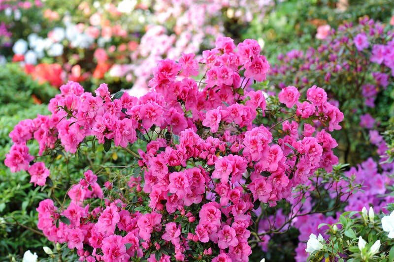 Azalea, Fiore Rosa Del Fiore Dell'azalea Fotografia Stock - Immagine di ...