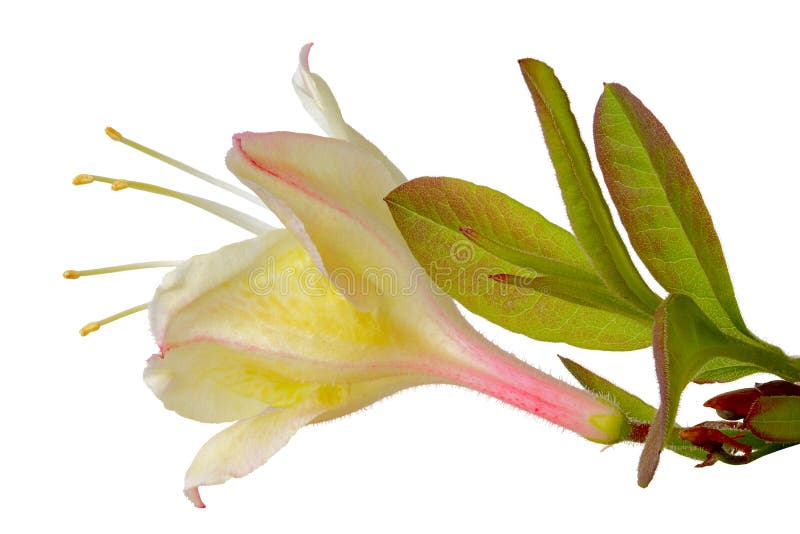 Azalea Cecile Stock Photos - Free & Royalty-Free Stock Photos from ...