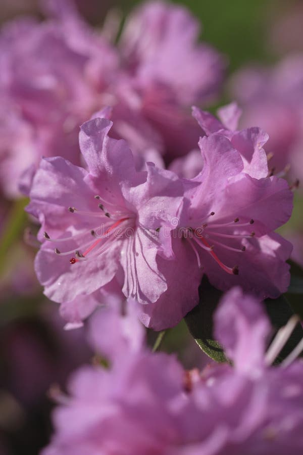 Azalea flower stock photo. Image of plant, stamen, pollen - 732664