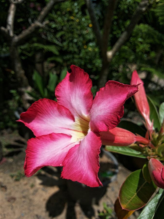 Azalea flower stock image. Image of branch, decor, beautiful - 60094129
