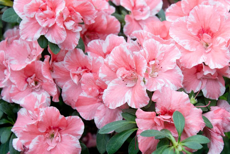 Azalea flower pink stock photo. Image of pink, garden - 182081914