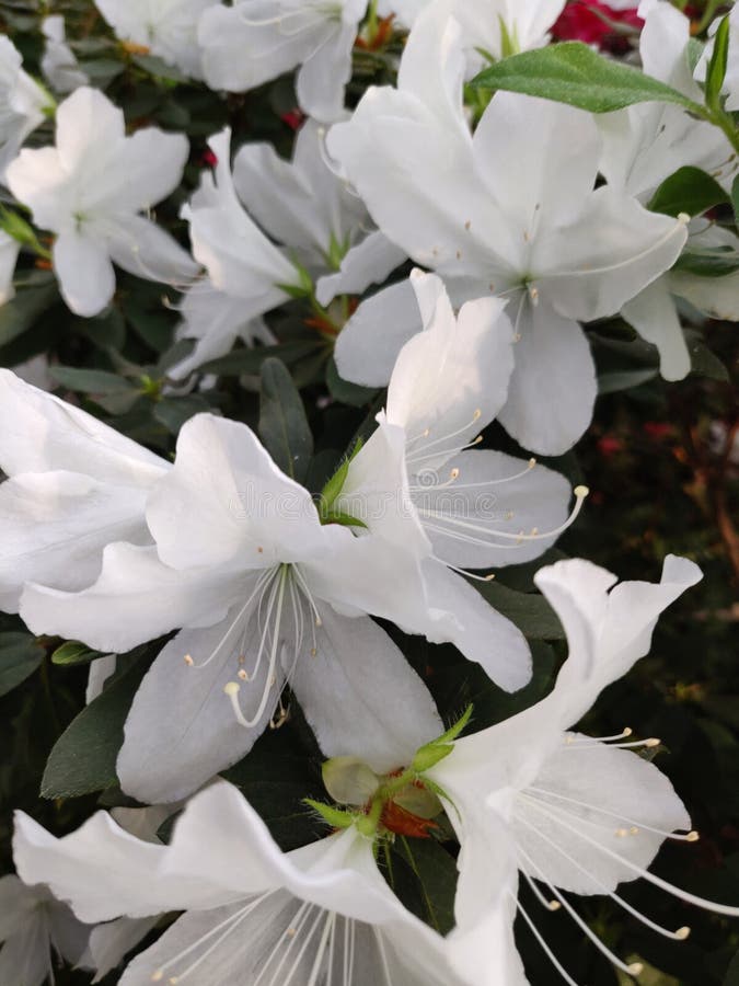 Azalea flower white stock photo. Image of branch, bushes - 144831664