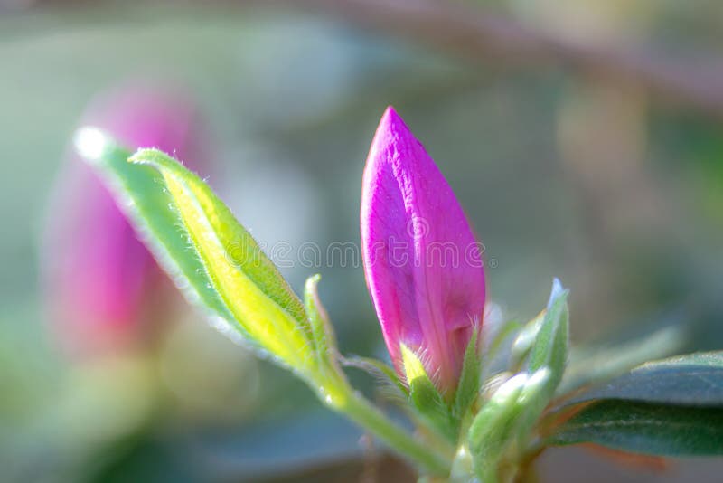 Azalea Flower Budding during Spring Season Stock Photo - Image of ...