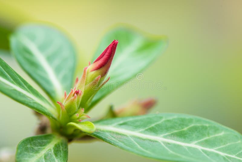 Azalea flower buds stock photo. Image of desert, adenium - 68915524