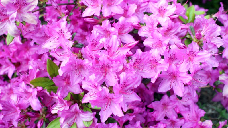 Azalea flower stock image. Image of nature, botanical - 65525307