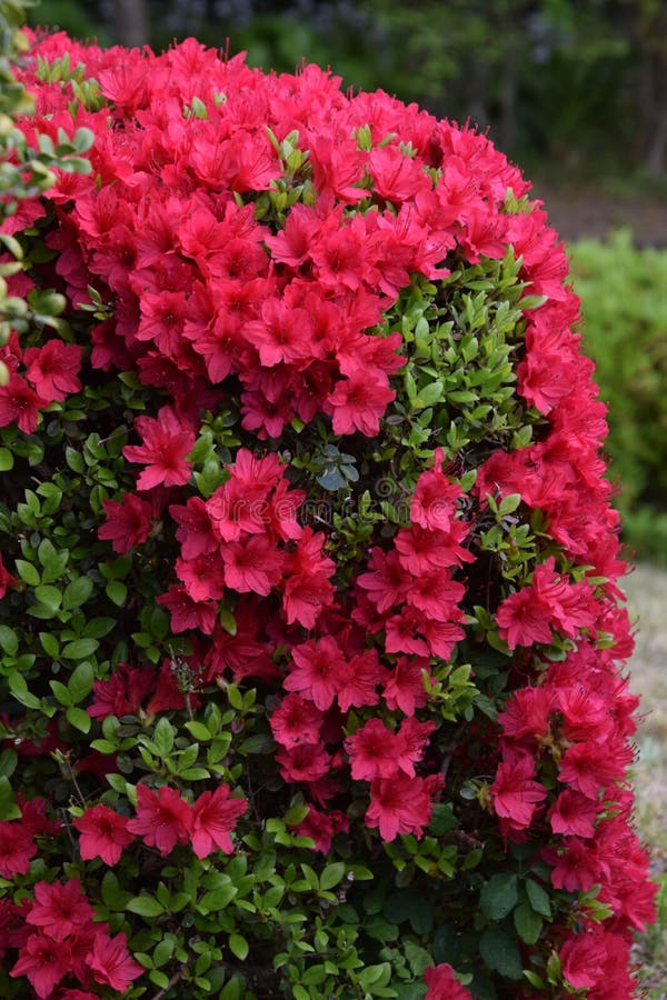 Azalea stock image. Image of pink, ornamental, beauty - 114093479