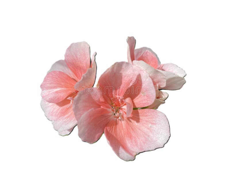 Azalea Flower Clusters Pink Color in White Background Stock Photo ...
