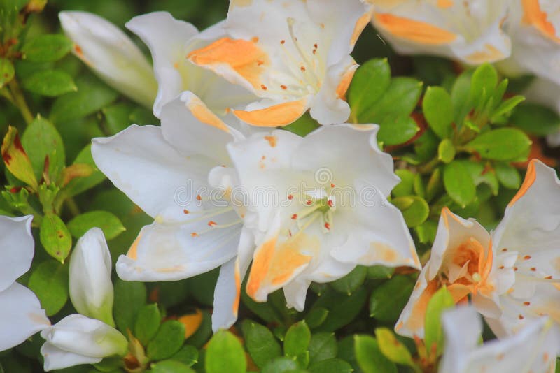 Azalea Flower in the Garden Stock Photo - Image of flowers, petal ...