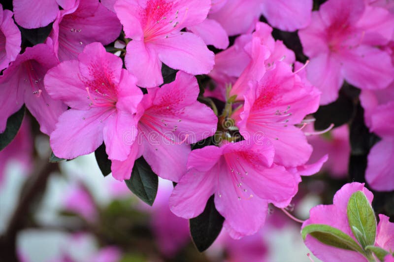 Azalea Flower stock photo. Image of cute, nature, detail - 86252010