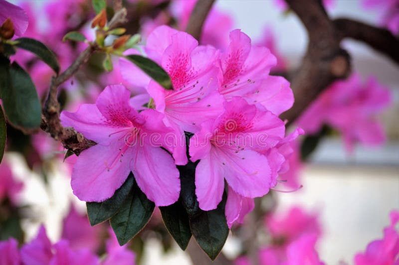Azalea Flower stock photo. Image of cute, garden, greenhouse - 86252094