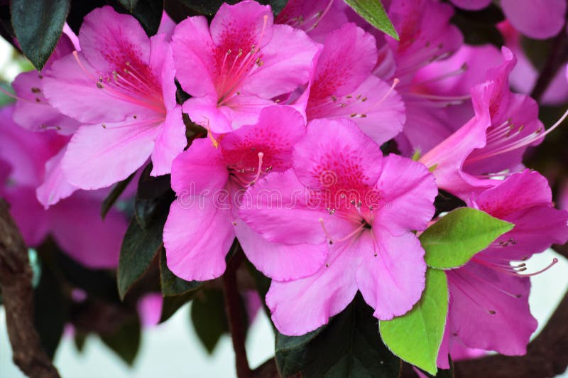 Azalea Flower stock photo. Image of edge, expression - 87555404