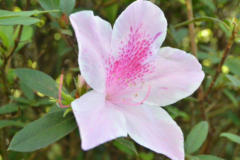 Azalea Flower the Part of Ericaceae Family Stock Photo - Image of ...