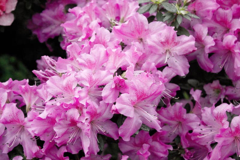 Azalea flower pink stock photo. Image of season, pink - 173359544