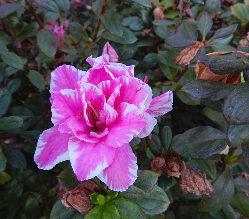 Azalea Flower Pink and White Stock Image - Image of leaf, summer: 137883969