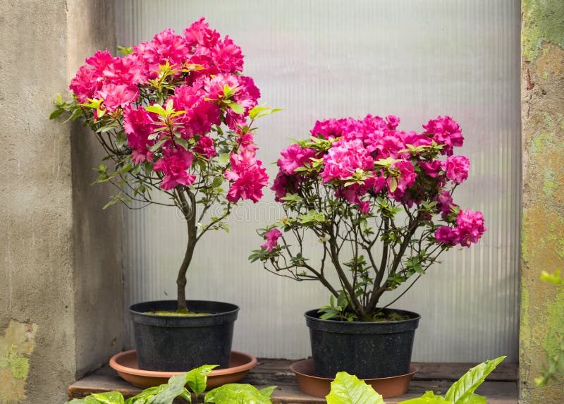 Azalea flower in the pots stock photo. Image of flowers - 92958222