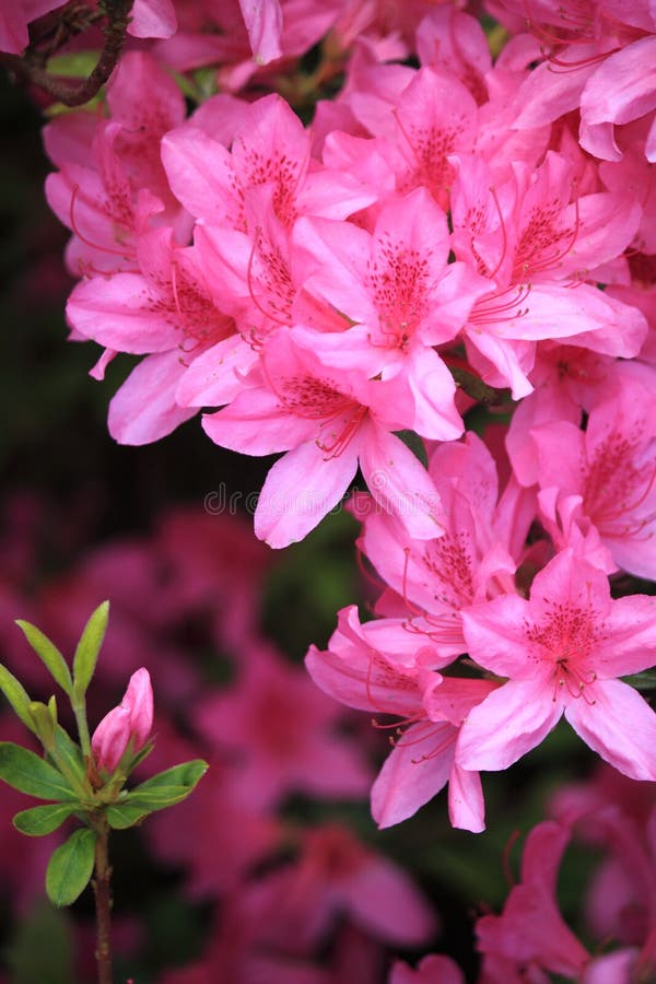 Azalea Flower rose image stock. Image du détail, rouge - 30975679
