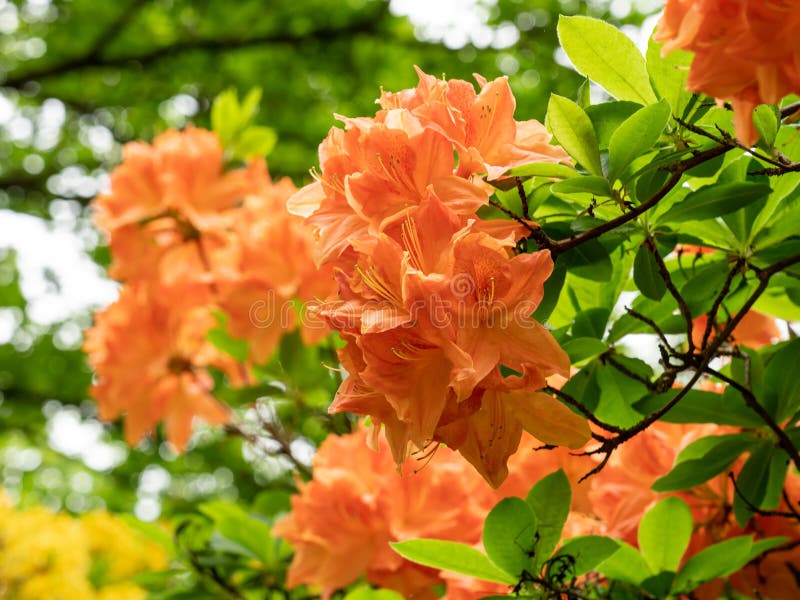 Azalea Flower, in a Subtle Orange Colour Stock Photo - Image of plant ...