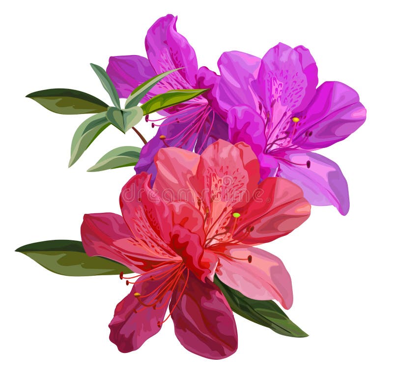 Azalea Flower Vector Illustration Stock Vector - Illustration of ...