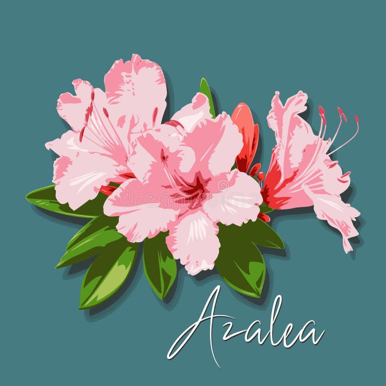 Azalea Flower Vector Image stock vector. Illustration of garden - 325687927