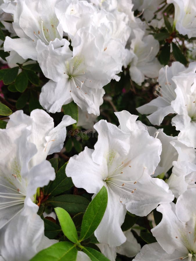 Azalea flower white stock photo. Image of rhododendron - 145420666