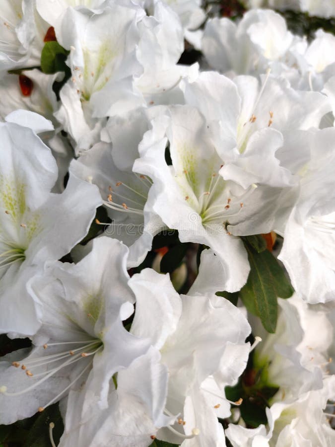 Azalea Flower white stock photo. Image of seasonal, floral - 145793740