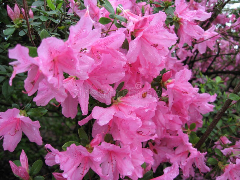 Azalea Flowering Shrub Rosada Grande Foto de archivo - Imagen de grande ...