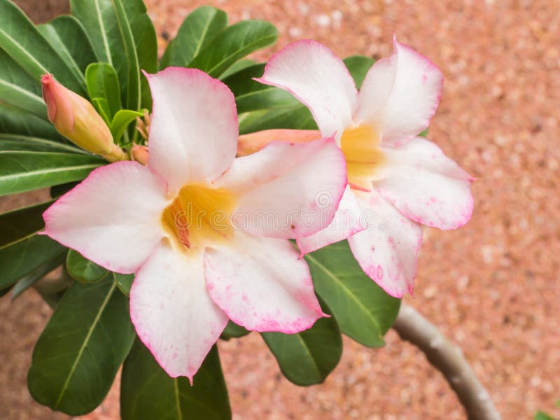 Azalea flowers stock image. Image of green, azalea, closeup - 32795799