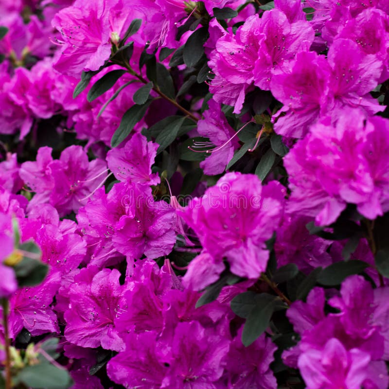 Azalea Flowers. Pink Azalea Stock Image - Image of closeup, bush: 148052435