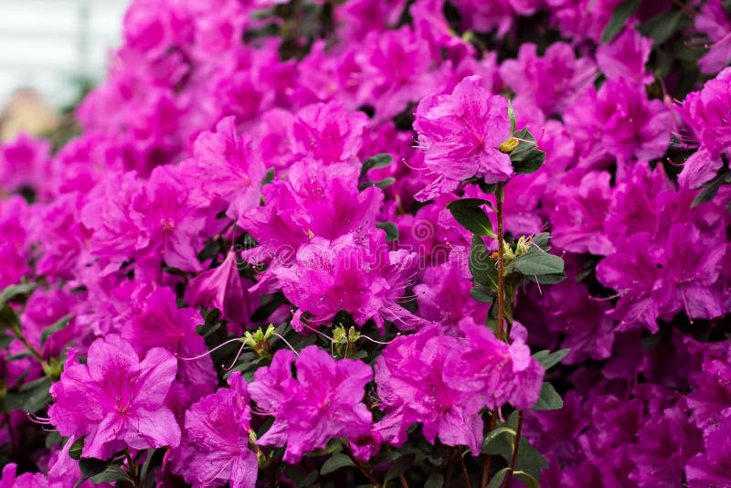 Azalea Flowers. Pink Azalea, Pink Azalea in the Garden Stock Image ...