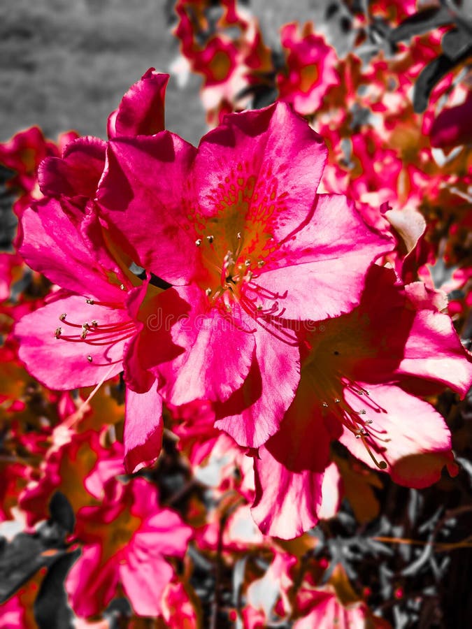 Azalea stock photo. Image of flowers, pretty, springtime - 168151312
