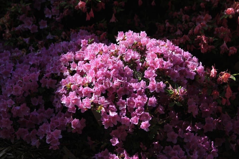 Azalea flowers texture stock image. Image of beautiful - 364390357