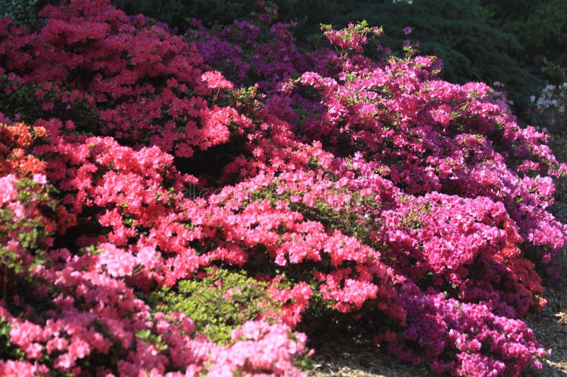 Azalea flowers texture stock photo. Image of flora, botany - 364390362