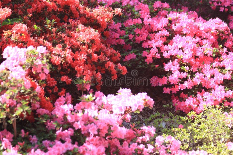Azalea flowers texture stock photo. Image of fresh, garden - 364390364