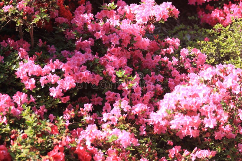 Azalea flowers texture stock image. Image of pink, botany - 364390367