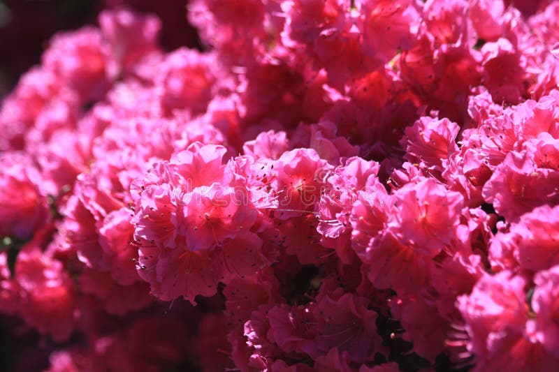 Azalea flowers texture stock image. Image of blossom - 364390371