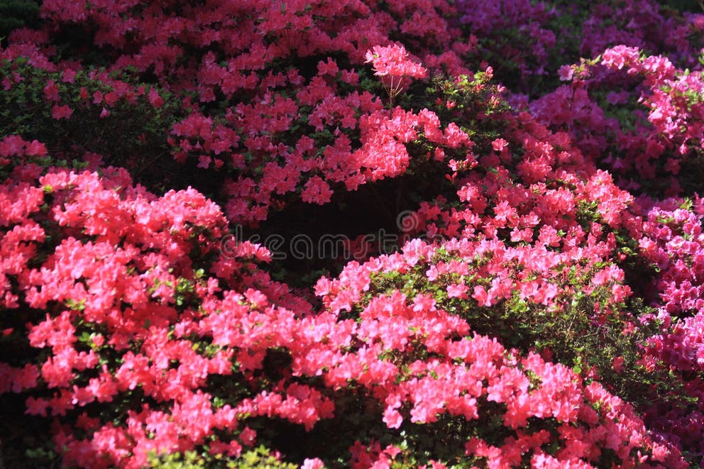 Azalea flowers texture stock image. Image of floral - 369293117