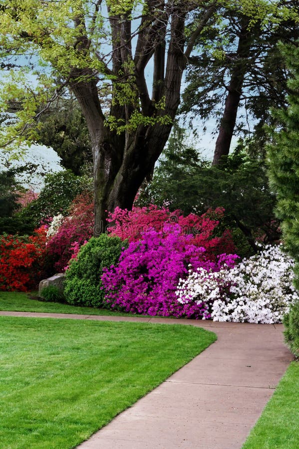 Azalea Garden stock foto. Image of lente, parken, bloei - 71127788