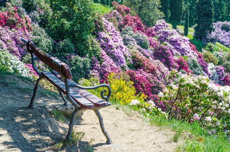Azalea garden in italy stock image. Image of magenta - 40820869
