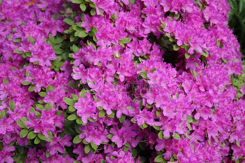 Azalea in the Garden stock photo. Image of macro, blooms - 116793710