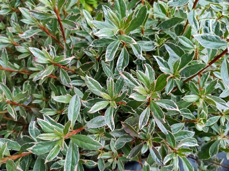 Azalea Girard S Variegated Hot Shot Stock Photo - Image of shot, leaf ...