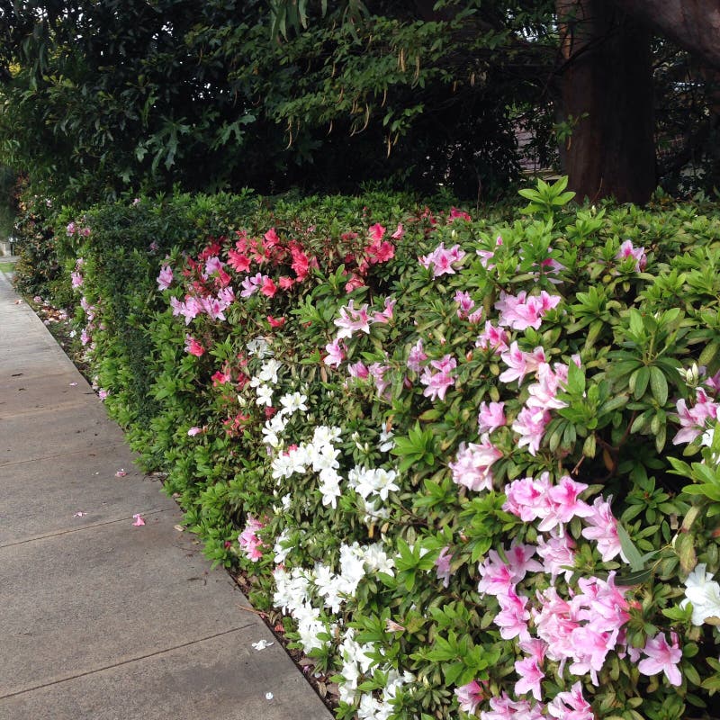 Azalea Hedge stock image. Image of pink, shades, hedge - 78648177