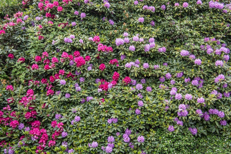 Azalea Hedge stock image. Image of pink, shades, hedge - 78648177